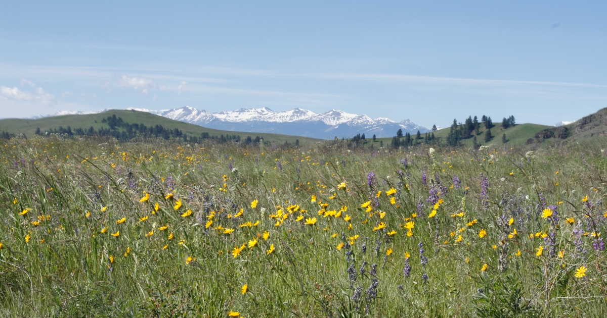 Riparian Restoration and Targeted Grazing for Bees | U.S. Fish ...