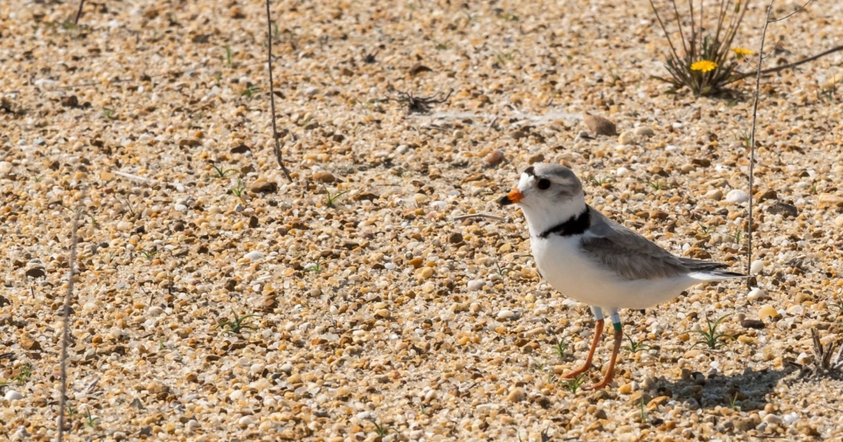 Interpretive Series: Plover Primetime | U.S. Fish & Wildlife Service