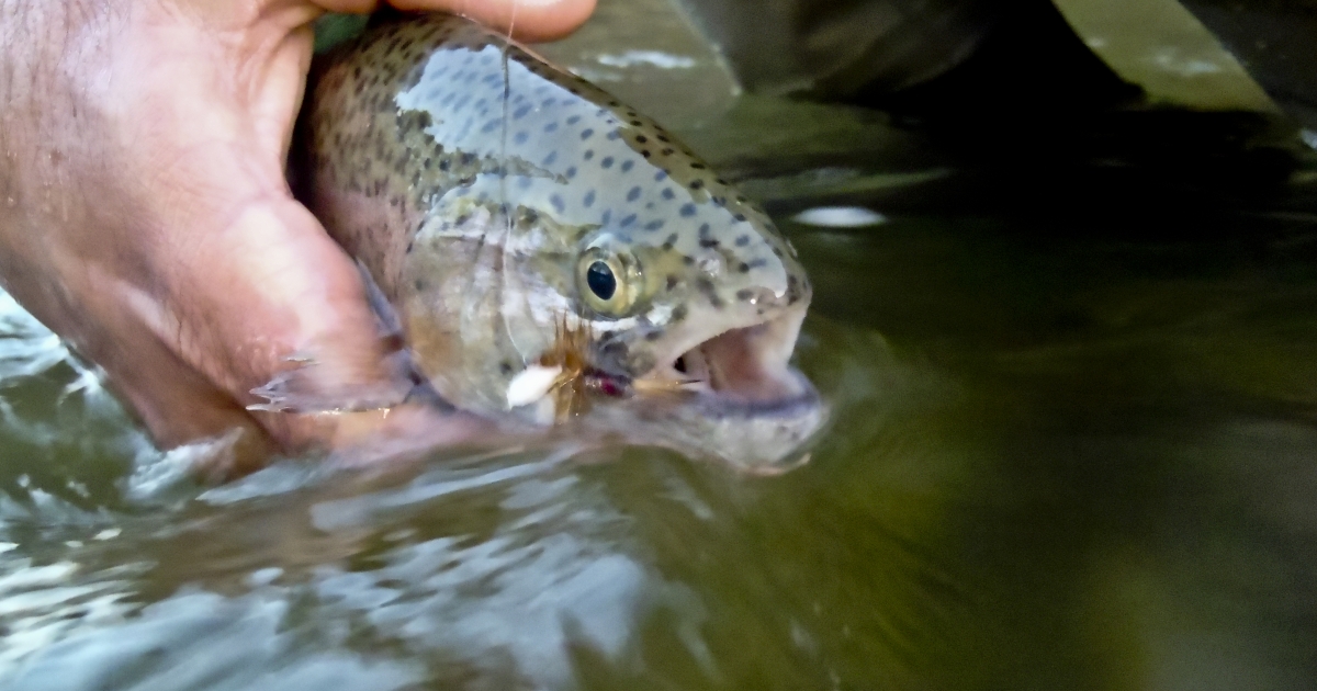 A New Era for Aquatic Conservation and Education at the Texas ...