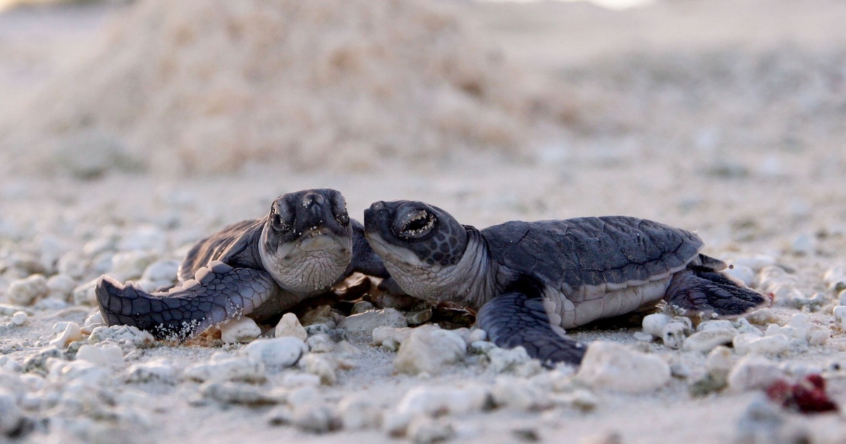 Species Spotlight: Hawaiian Green Sea Turtle (Honu) | U.S. Fish ...