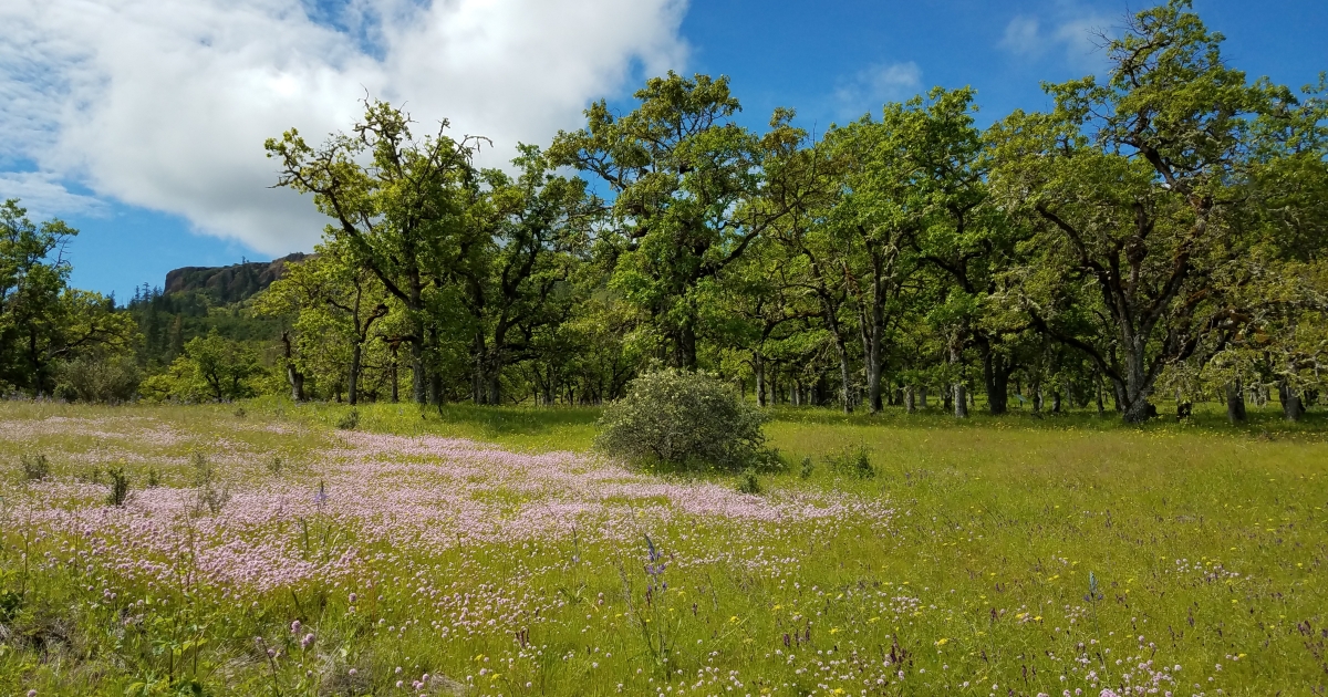 Bird Population Indicators Protect Oak Ecosystems | U.S. Fish ...