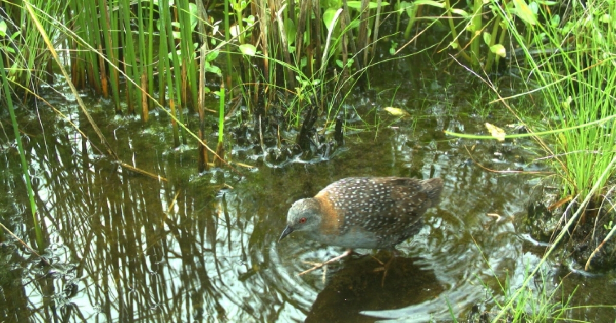 Eastern Black Rail Draft Recovery Plan | U.S. Fish & Wildlife Service