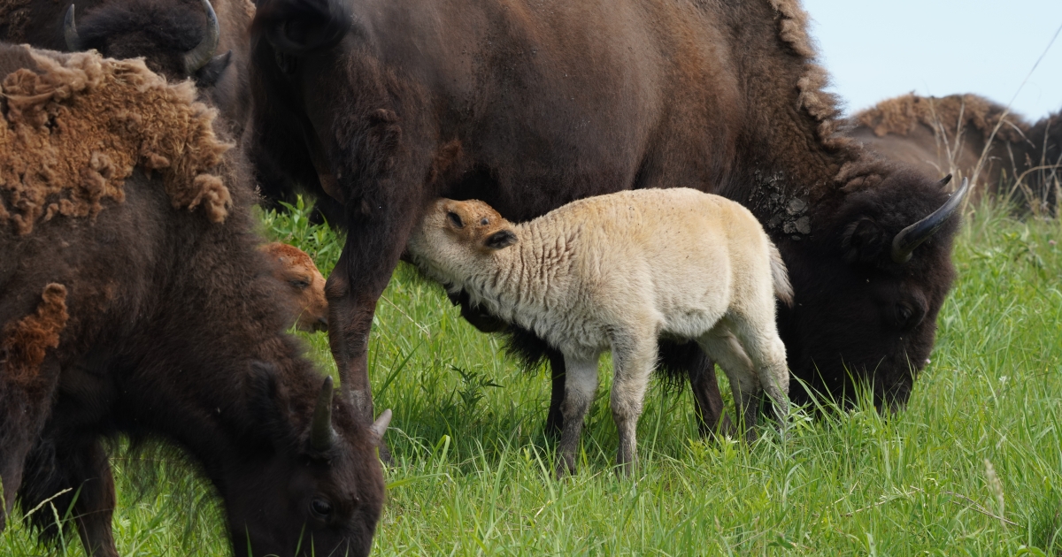 Rare white bison is born in Iowa | U.S. Fish & Wildlife Service