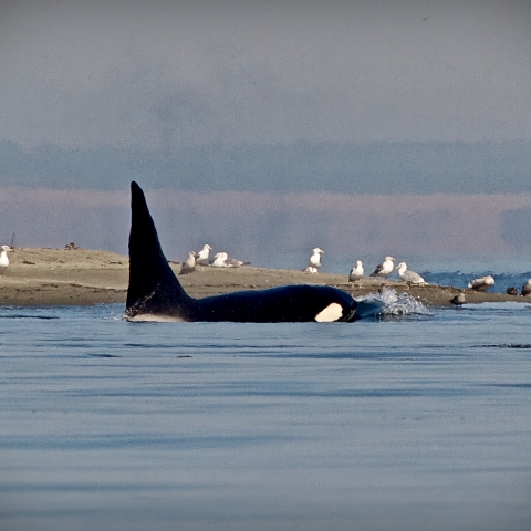 killer whale orca