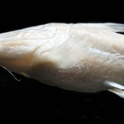 blind cave catfish