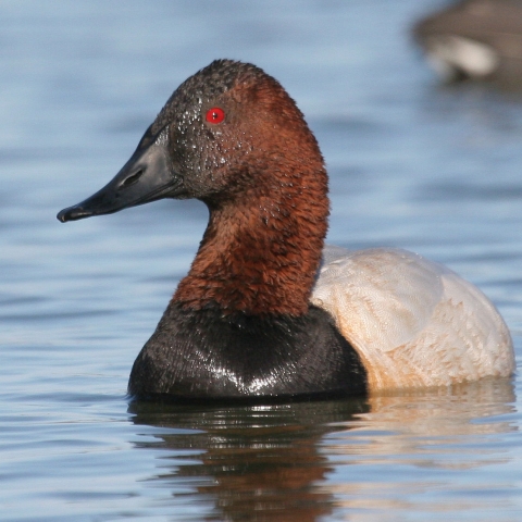 drake canvasback
