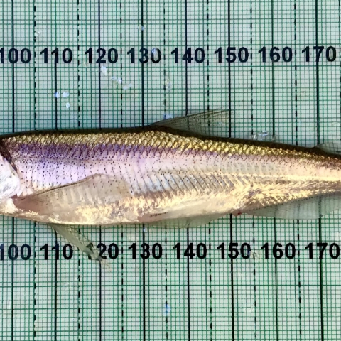 longfin smelt