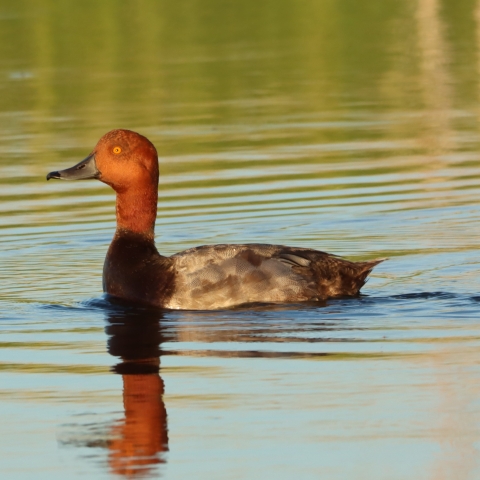 redhead duck range