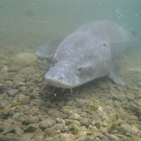 huge lake sturgeon