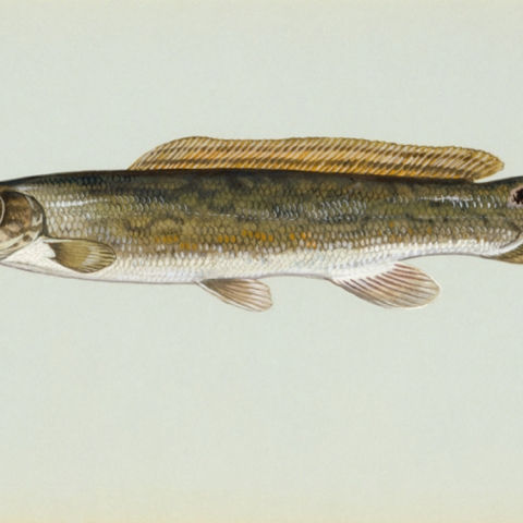amia calva bowfin
