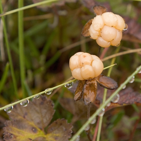 cloudberry plant
