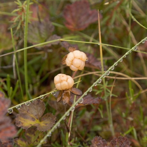 cloudberry plant zone