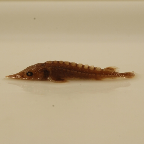 atlantic sturgeon range