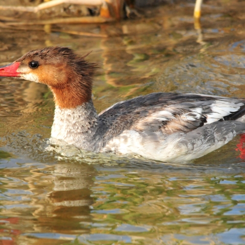 merganser identification