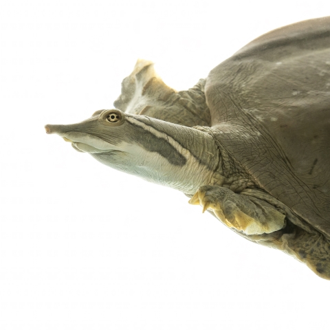 softshell turtles ohio