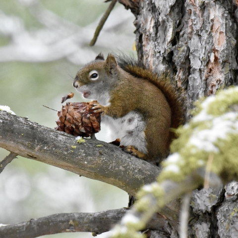 eastern gray squirrel diet