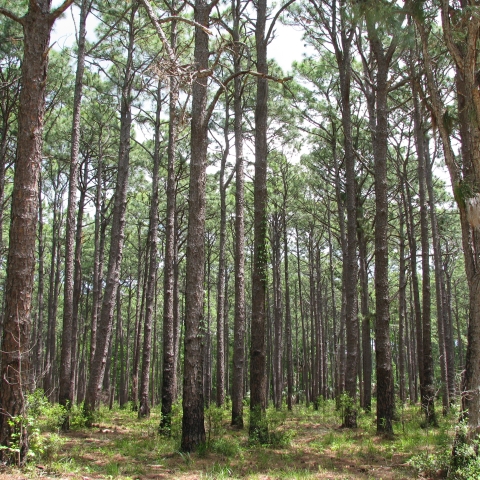 longleaf pine scientific name