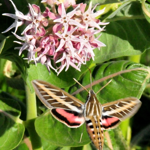 white flying sphinx moth