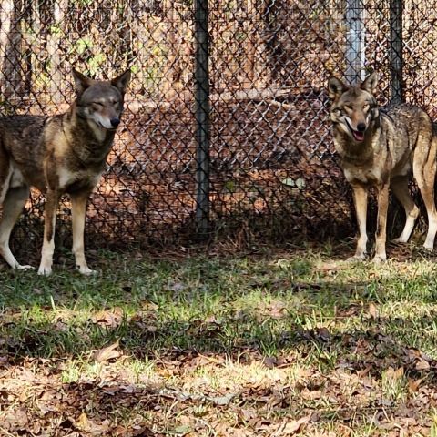red wolf pack size