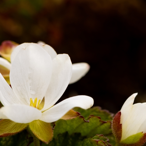 cloudberry plant kopen