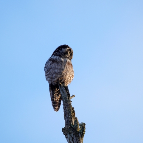 hawk owl range