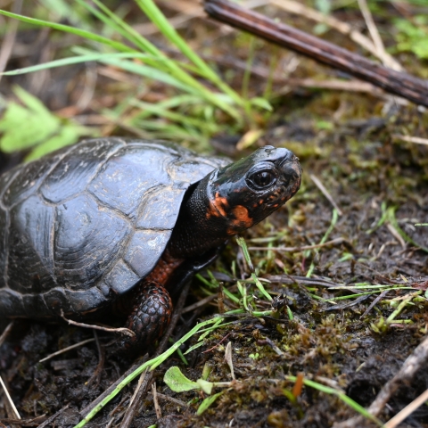 bog turtle uk