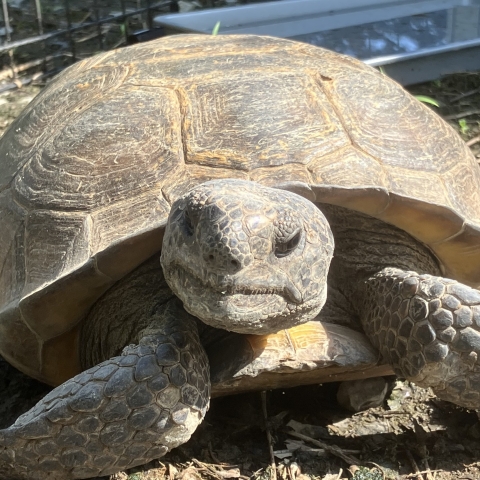 gopher tortoise size