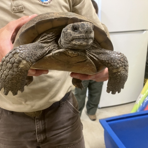 gopher tortoise size