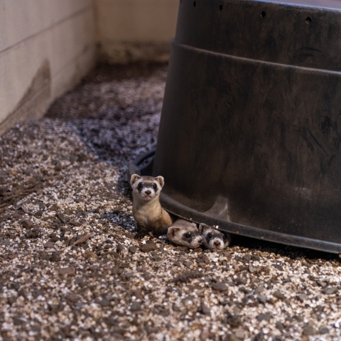 mustela nigripes diet