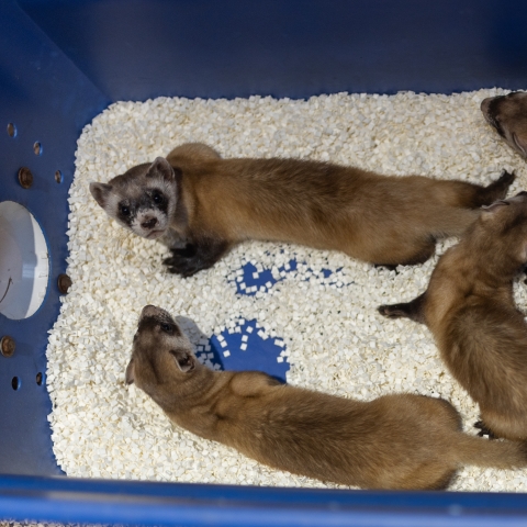 mustela nigripes diet