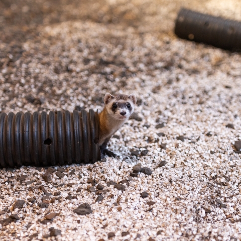 mustela nigripes diet