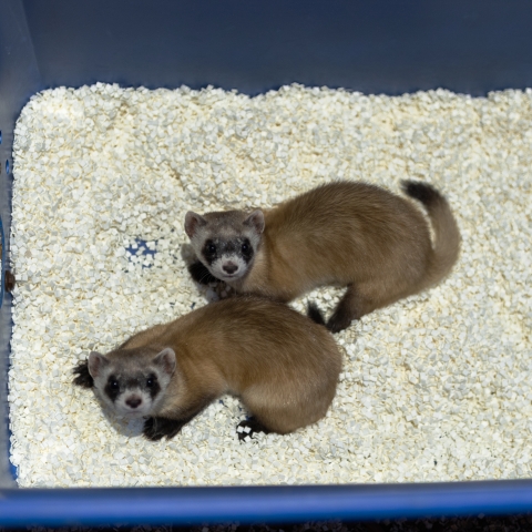 mustela nigripes diet