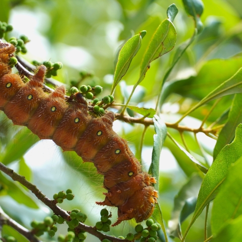 imperial moth cocoon