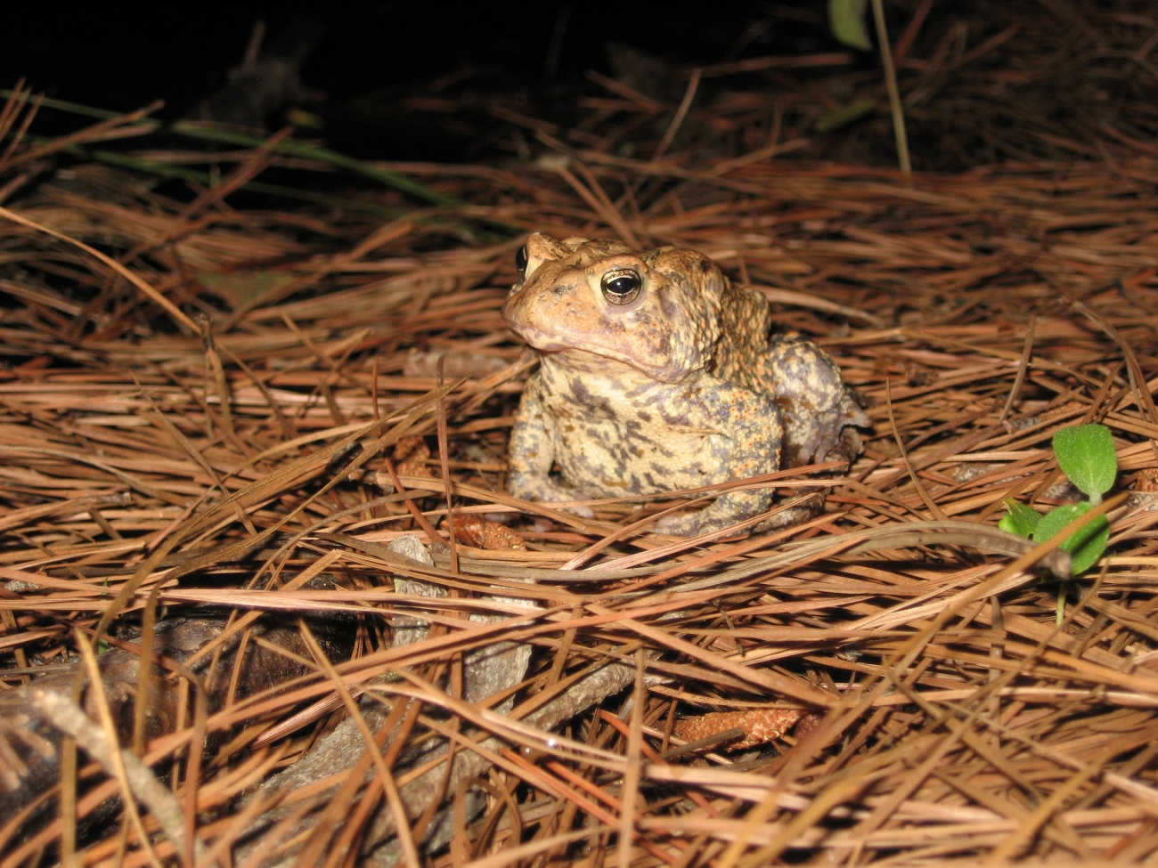 Houston toad on a bed of pine needles | FWS.gov