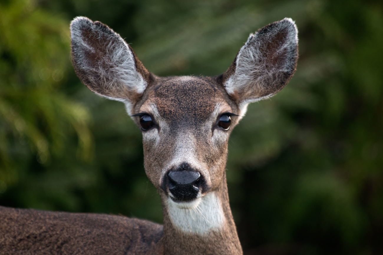 Black-Tailed Deer | FWS.gov