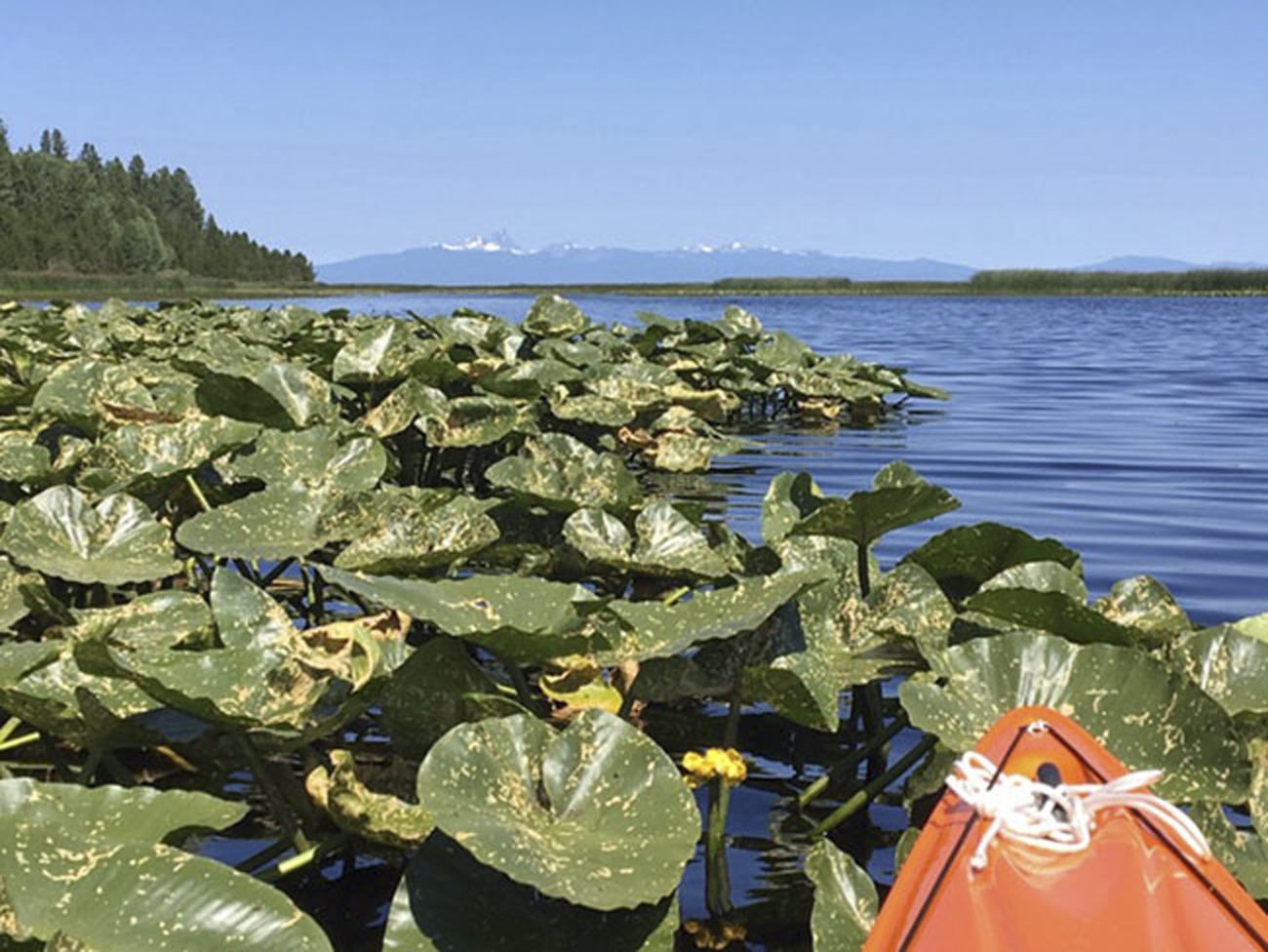 Wocus Cut from a kayak | FWS.gov