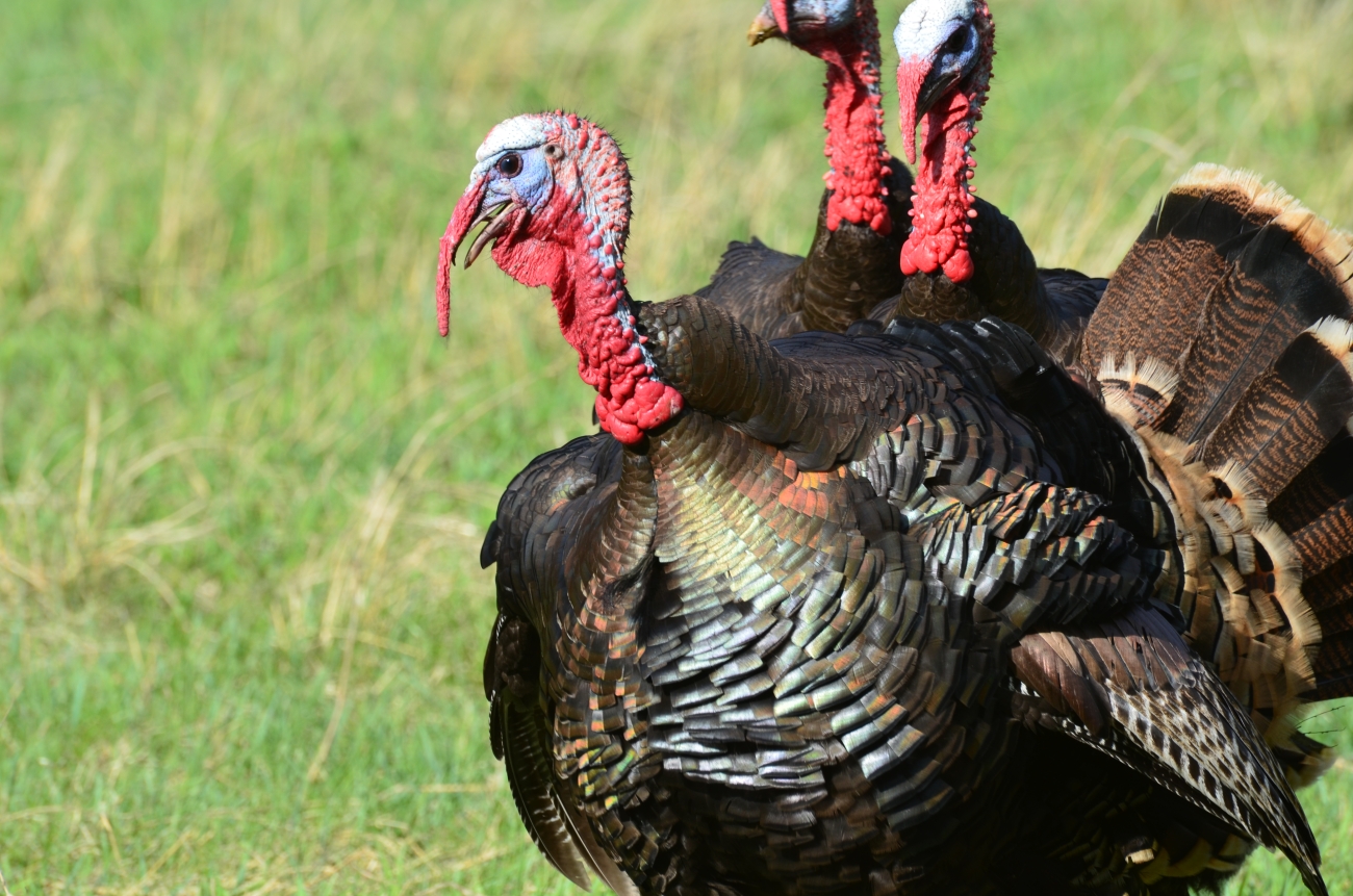 Young male turkeys known as jakes at Fort Niobrara National Wildlife ...