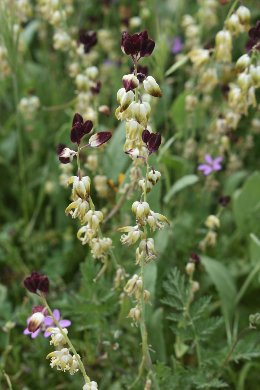 California jewelflower | FWS.gov
