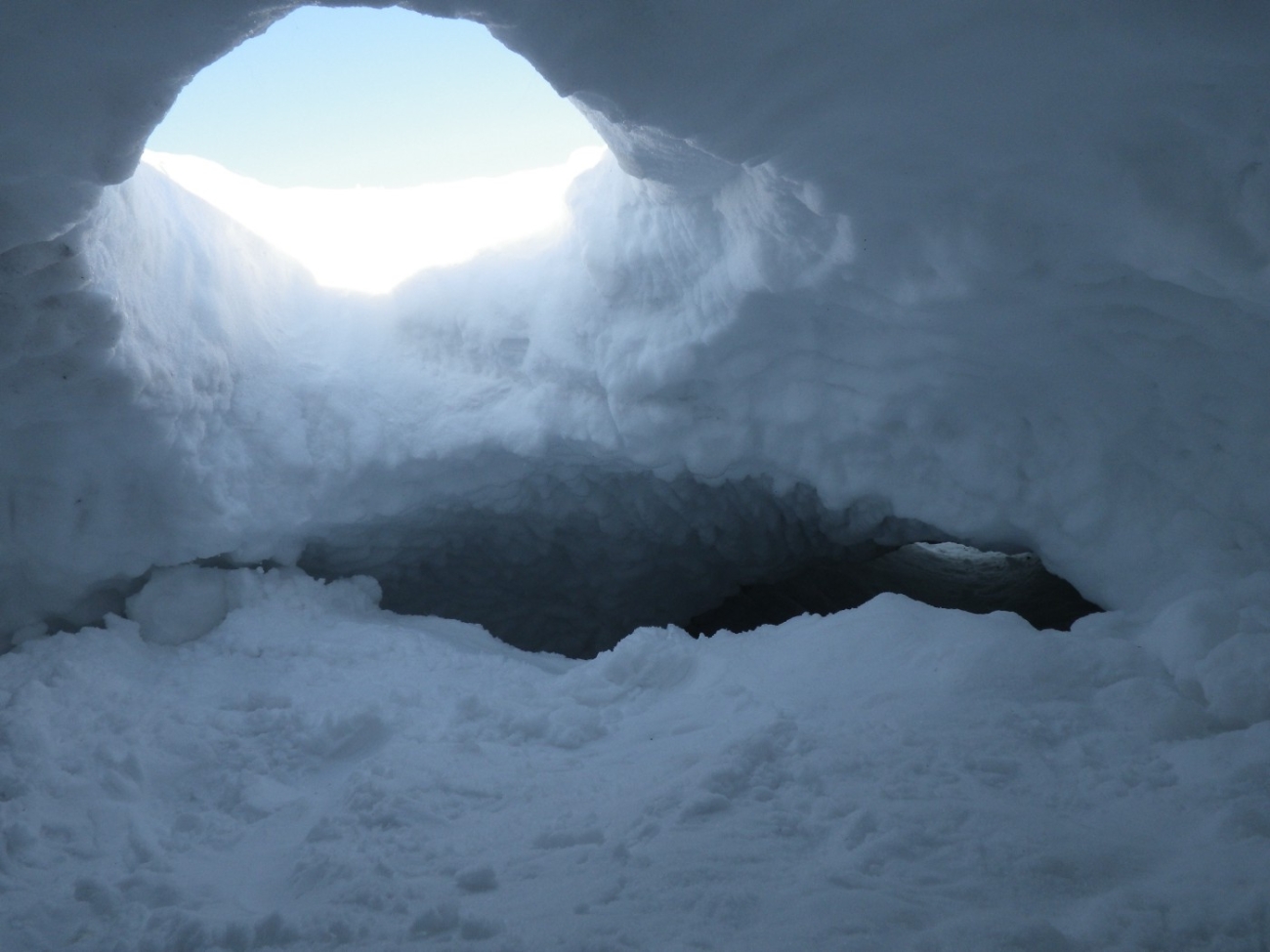 Polar bear den | FWS.gov