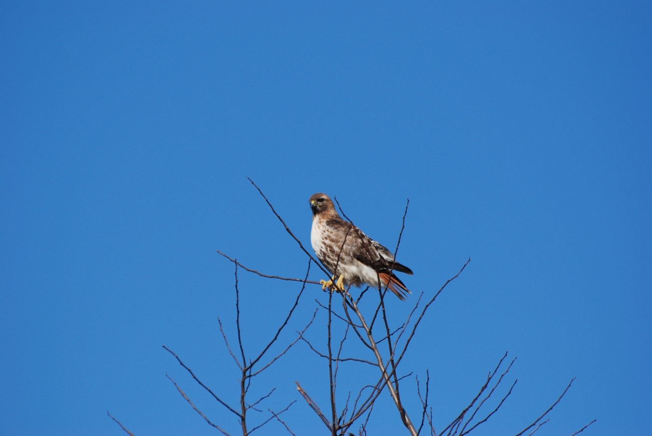 Red-tailed hawk at Sunrise Highway in Patchogue | FWS.gov