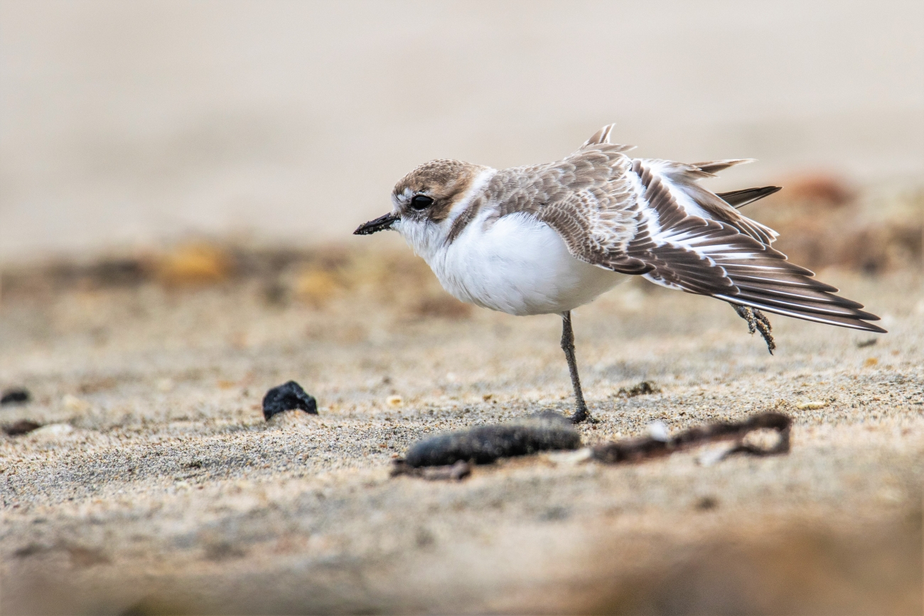 snowy plover yoga | FWS.gov