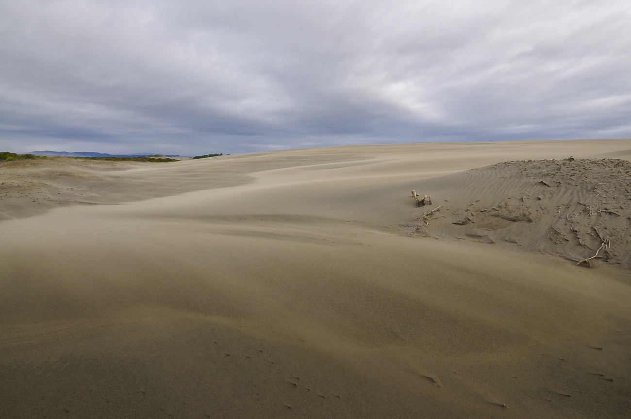 Sand dune | FWS.gov