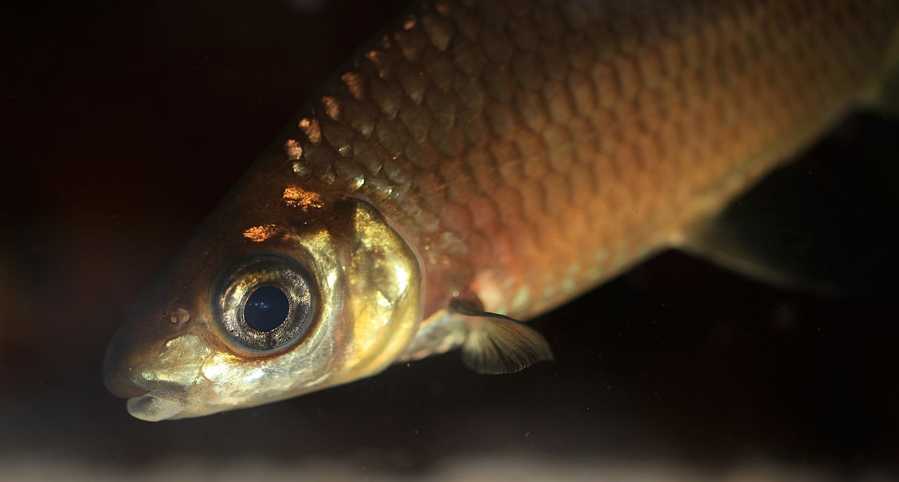 Tricolor Sharkminnow (Balantiocheilos melanopterus) | FWS.gov