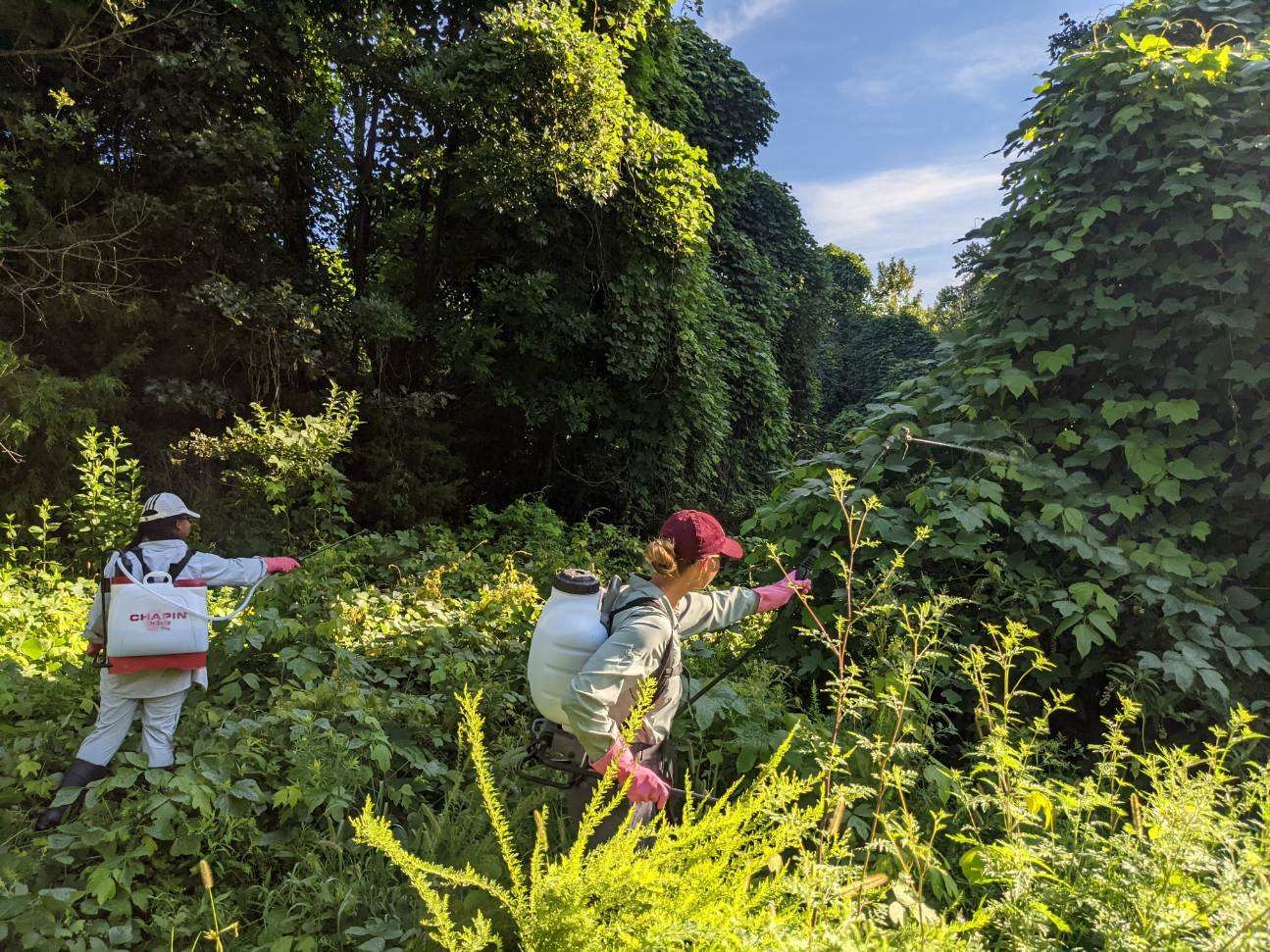 Treating invasive kudzu | FWS.gov