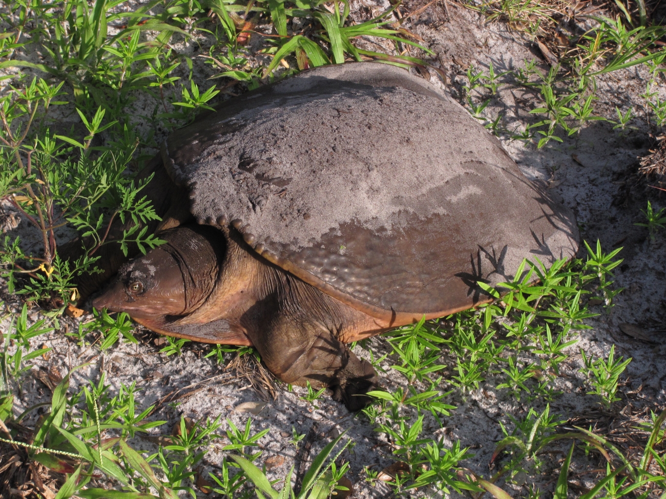 what do softshell turtle eggs look like