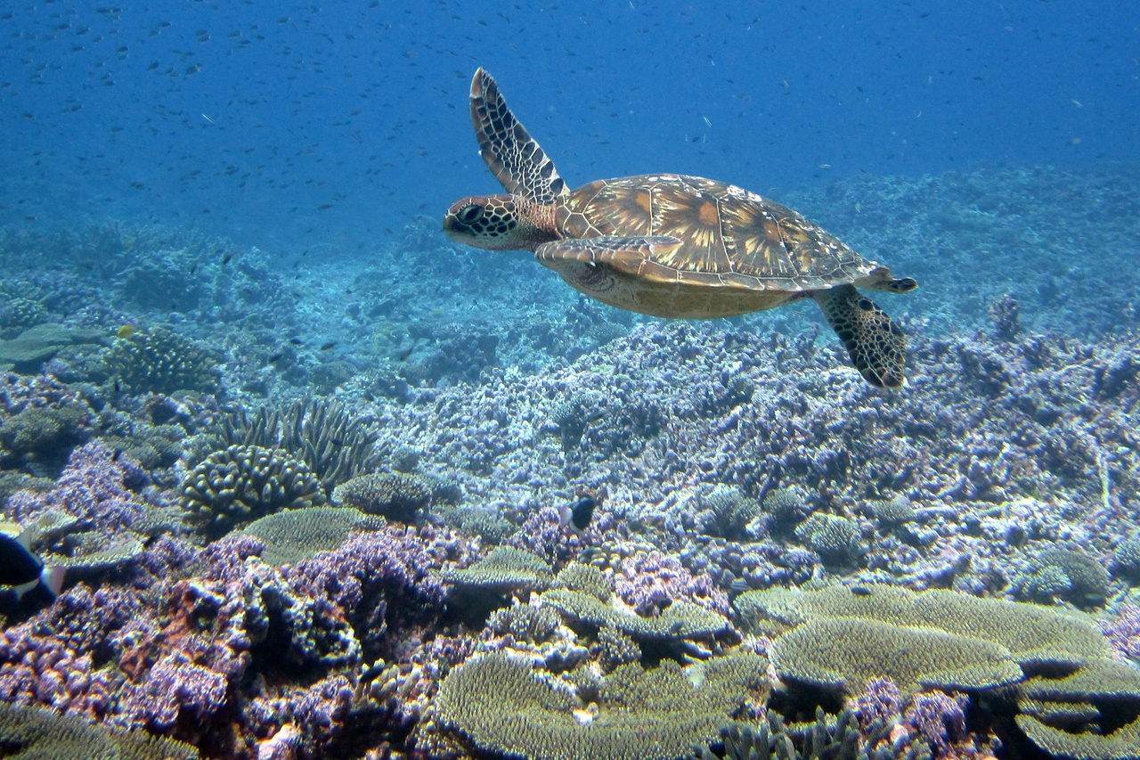 A-Green-Sea-Turtle-Swims-Above-a-Coral-Reef-at-Baker-Island_Credit_NOAA ...
