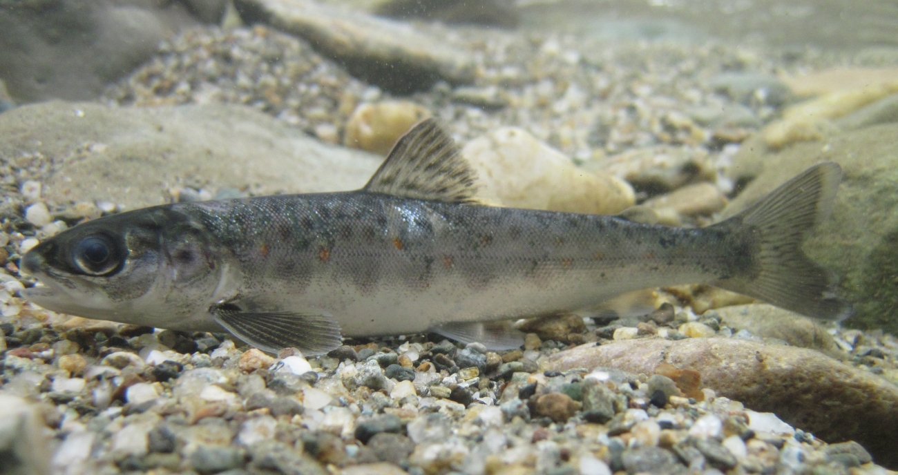 LCFWCO - Salmon Parr | FWS.gov