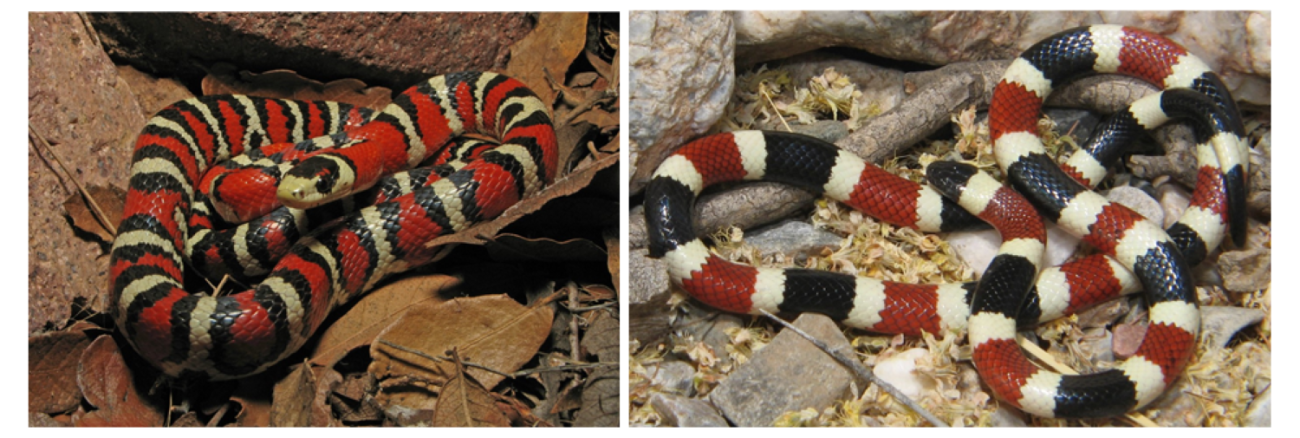 Batesian mimicry examples with kingsnake and coral snake | FWS.gov