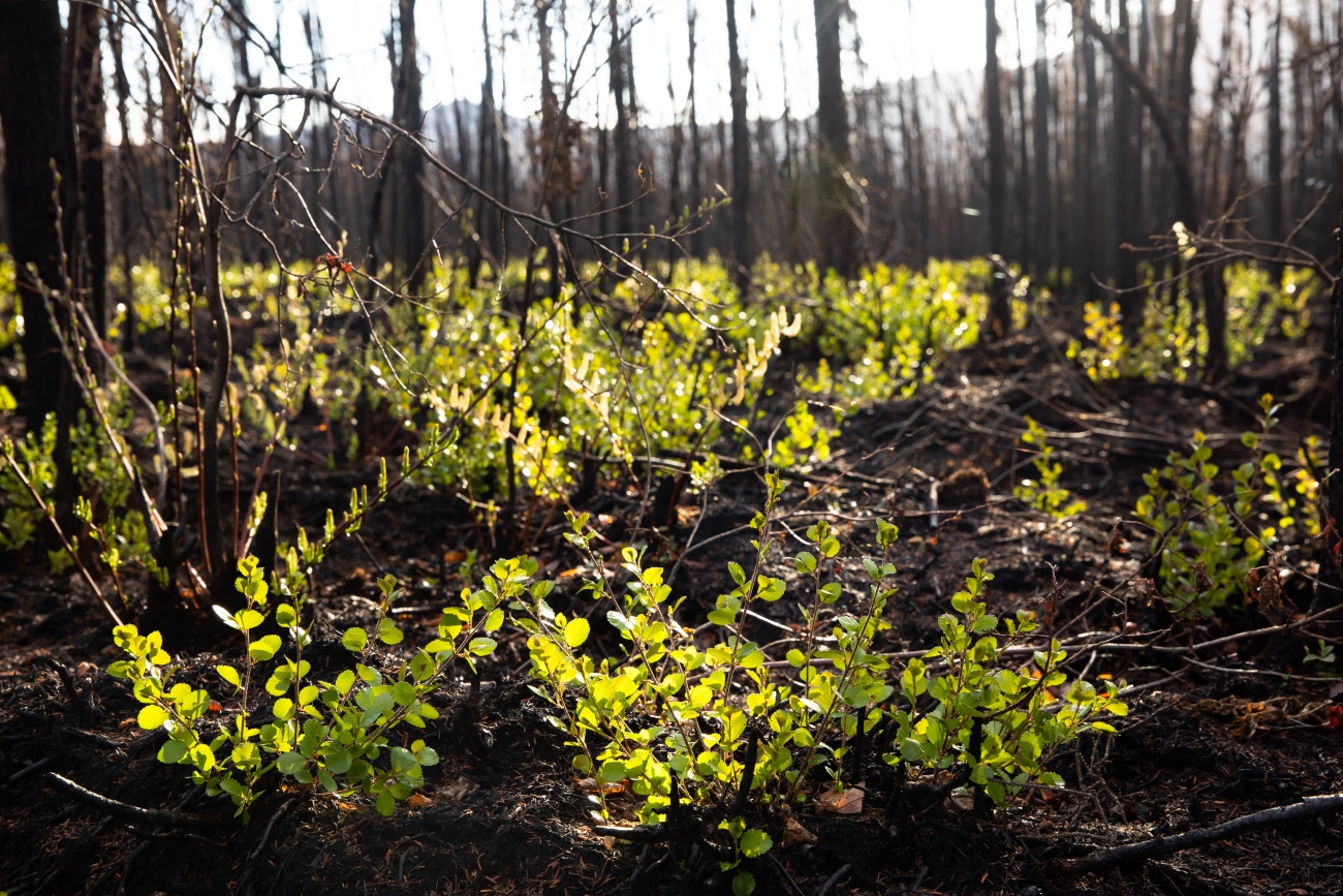 New growth after fire | FWS.gov