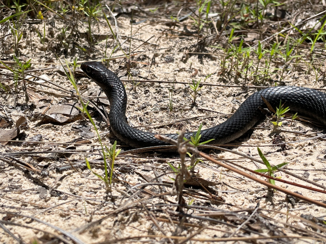 Eastern coachwhip released | FWS.gov